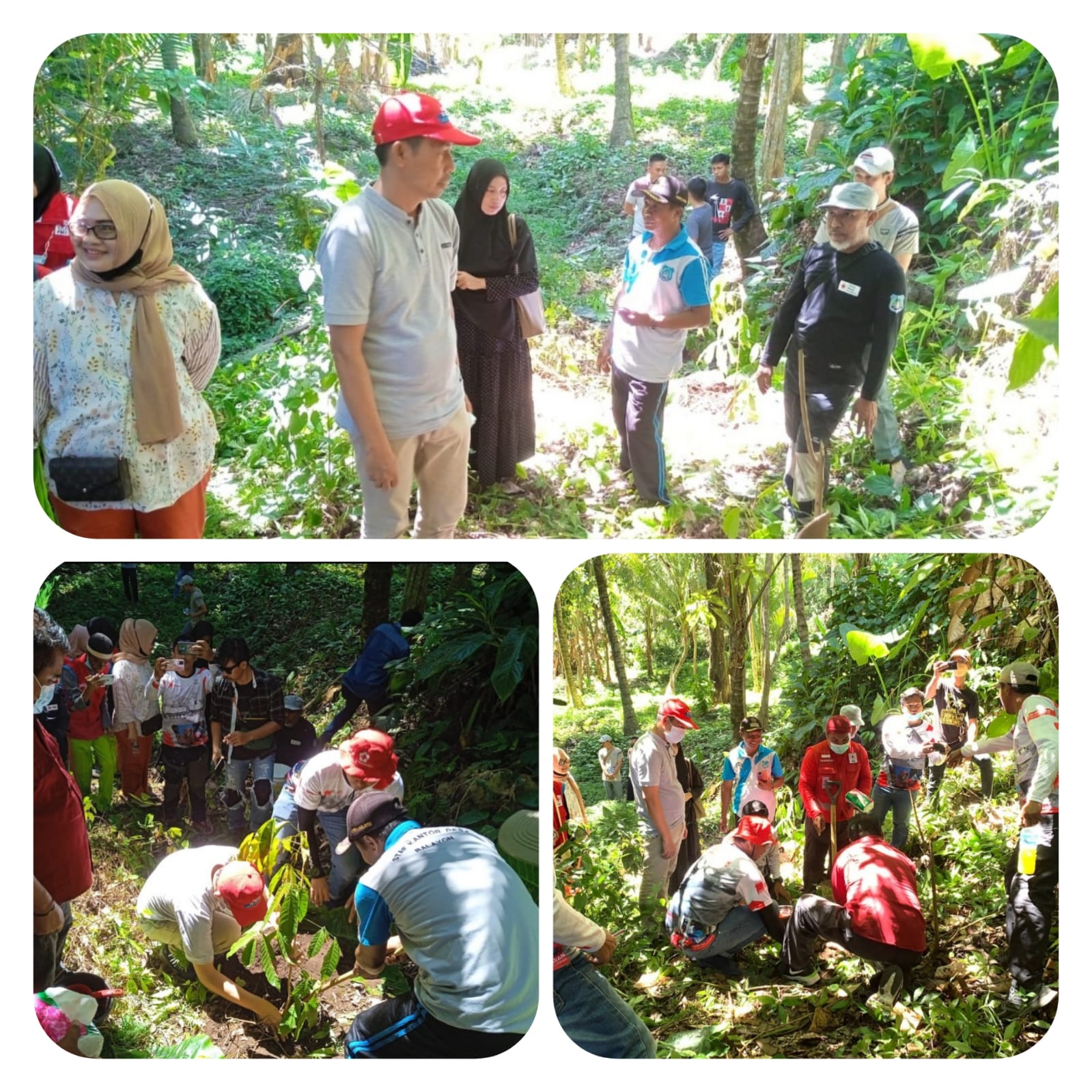 Wabup Bangkep Hadiri Penanaman Pohon Mahoni di Desa Balayon ...